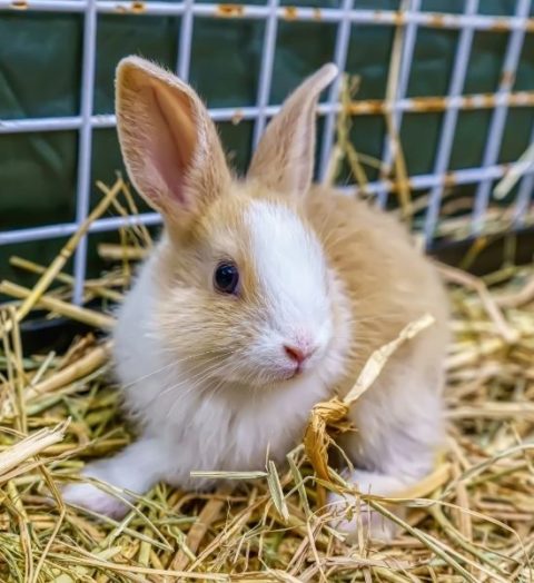 Small Mammal/Rodent History Form | Brunswick Veterinary Clinic